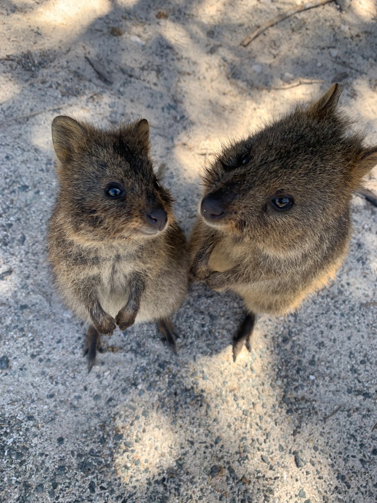Rottnest Island Day Trip