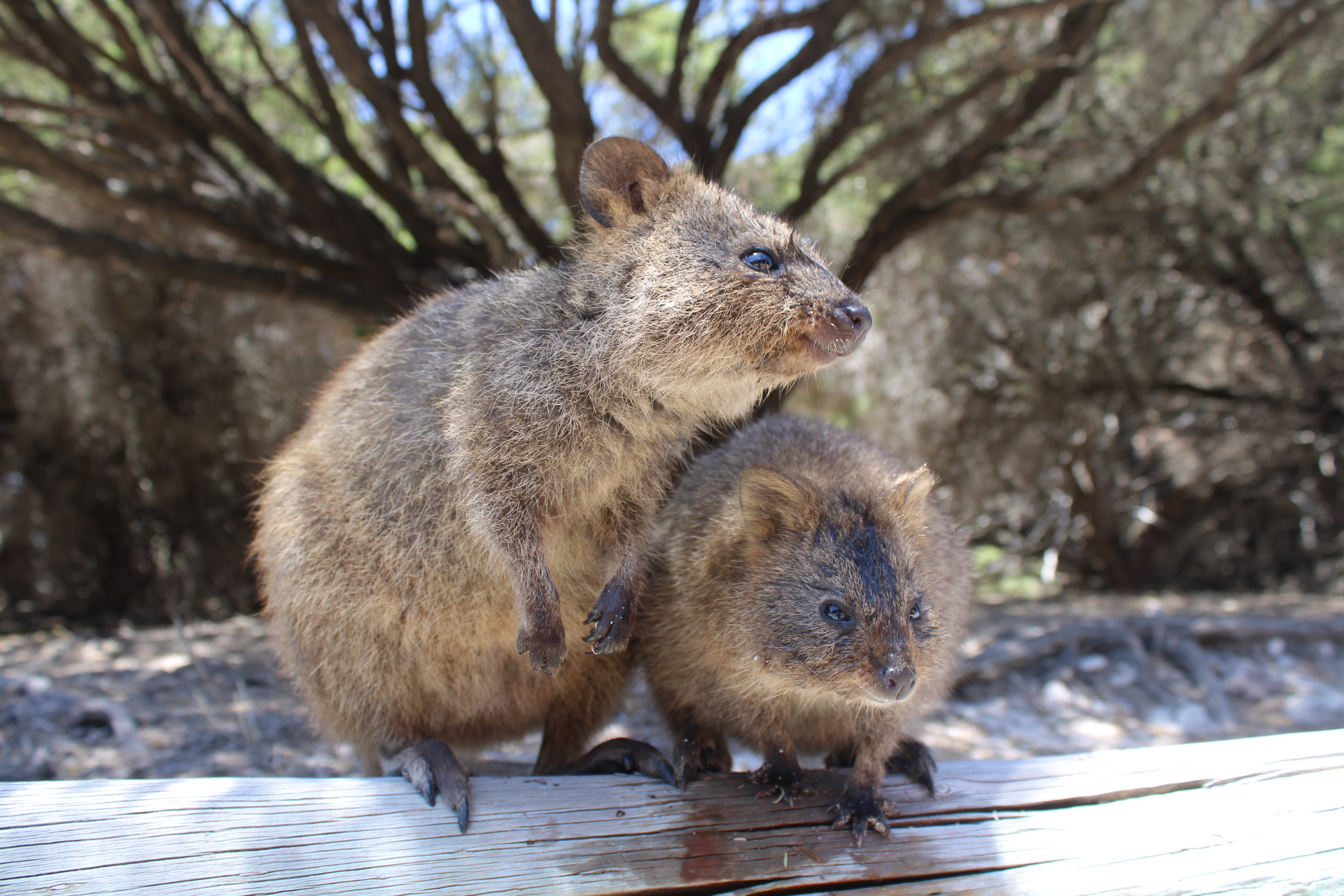 Rottnest Island Day Trip
